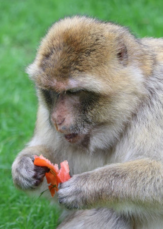 Berbermonkey eating tomato stock image. Image of germany - 118094225