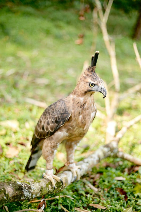 Anilal Stock Photos - Free & Royalty-Free Stock Photos from Dreamstime