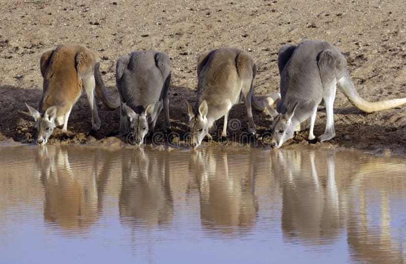 Canguri Rossi Che Bevono Ad Un Waterhole Immagine Stock - Immagine di ...