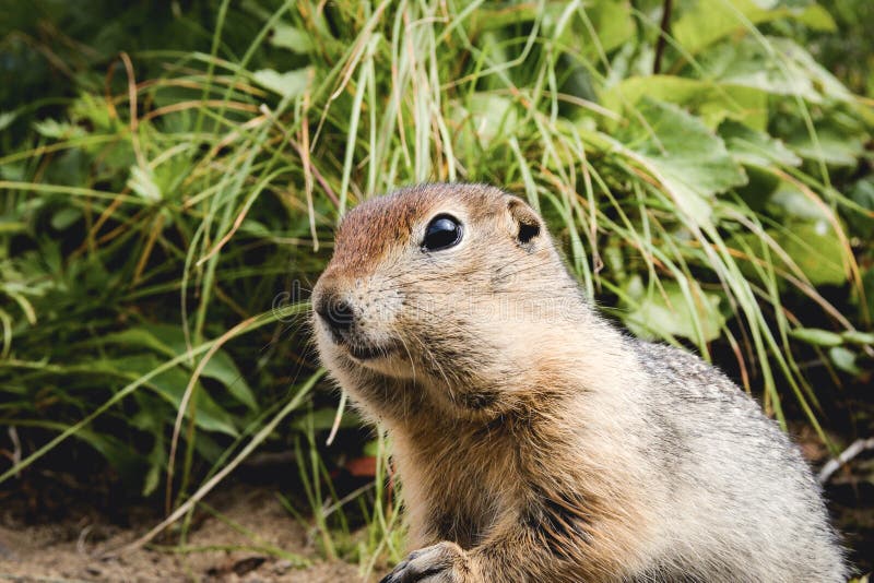 Berengian Gopher or Evrazhka Stock Image - Image of kamchatka, world ...