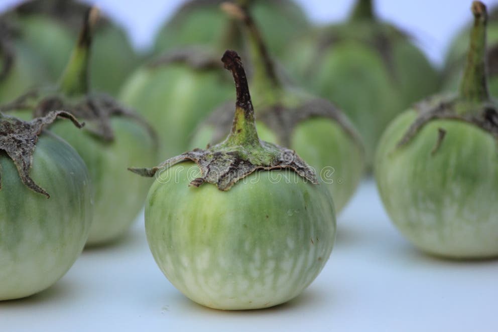 Berenjenas tailandesas foto de archivo. Imagen de redondo - 87843672