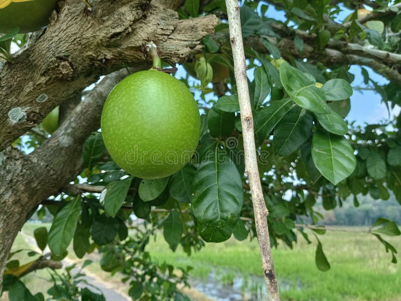 Crescentia Cujete Fruits Hanging on the Tree. Stock Image - Image of ...