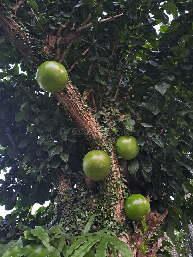 A Berenuk Tree with 4 Fruits on Its Branch Stock Photo - Image of tree ...