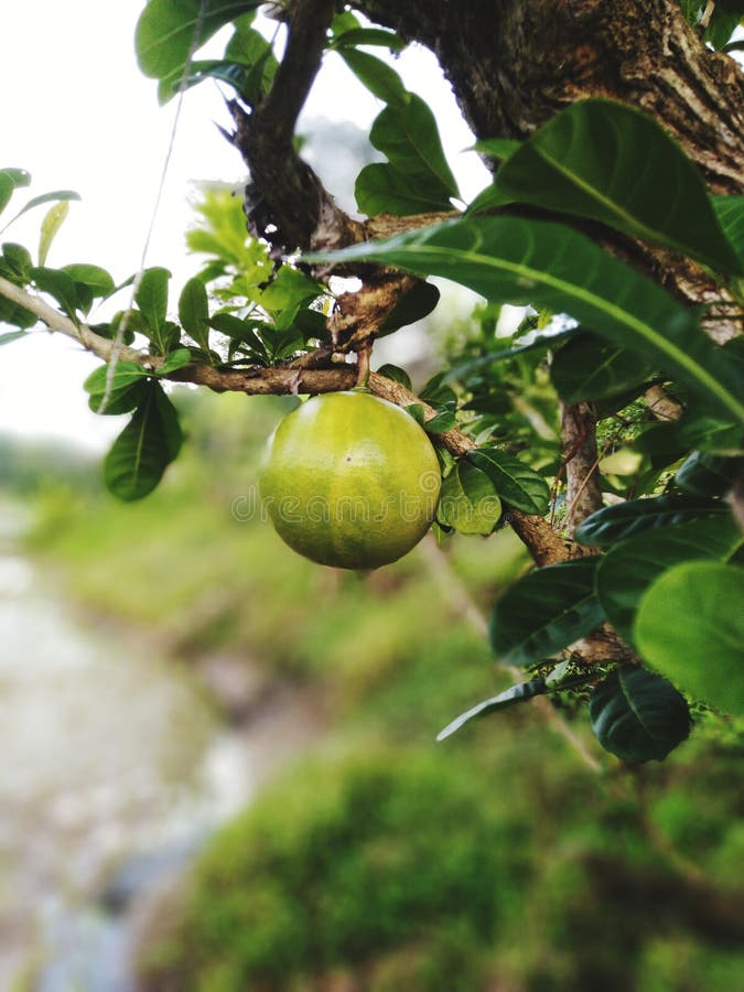 Berenuk Tree Stock Photos - Free & Royalty-Free Stock Photos from ...