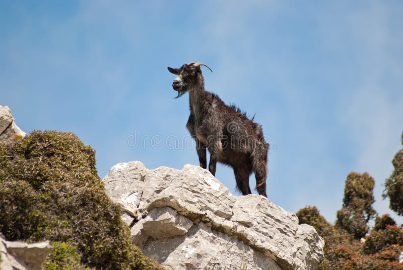 Berg-Ziege stockfoto. Bild von schwarzes, tier, griechenland - 42023232
