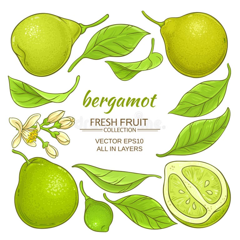 Bergamot Plant Elements Stock Illustrations – 59 Bergamot Plant ...