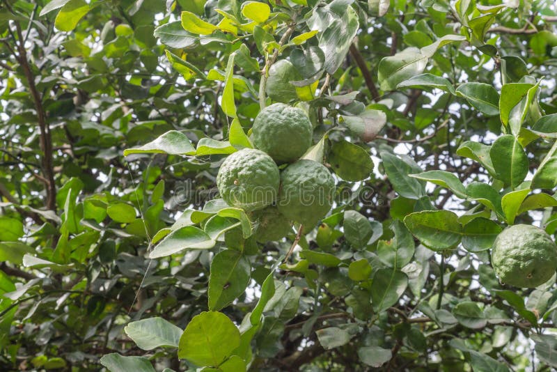 The bergamot fruit stock photo. Image of bergamot, tree - 65172788