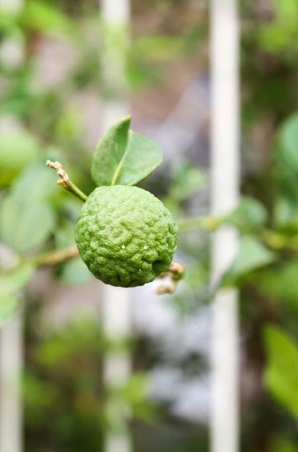 Bergamot Fruit Growing on Bush Stock Image - Image of green, farm ...