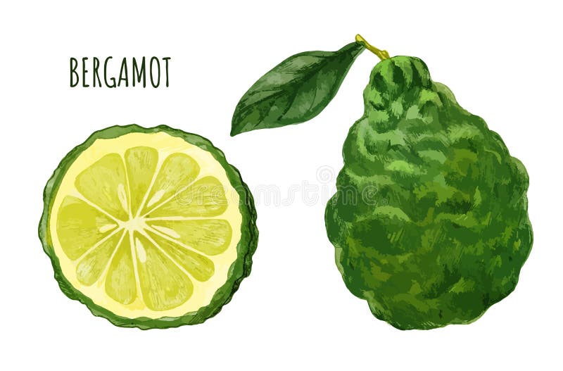 Bergamot Stock Illustrations – 4,800 Bergamot Stock Illustrations ...