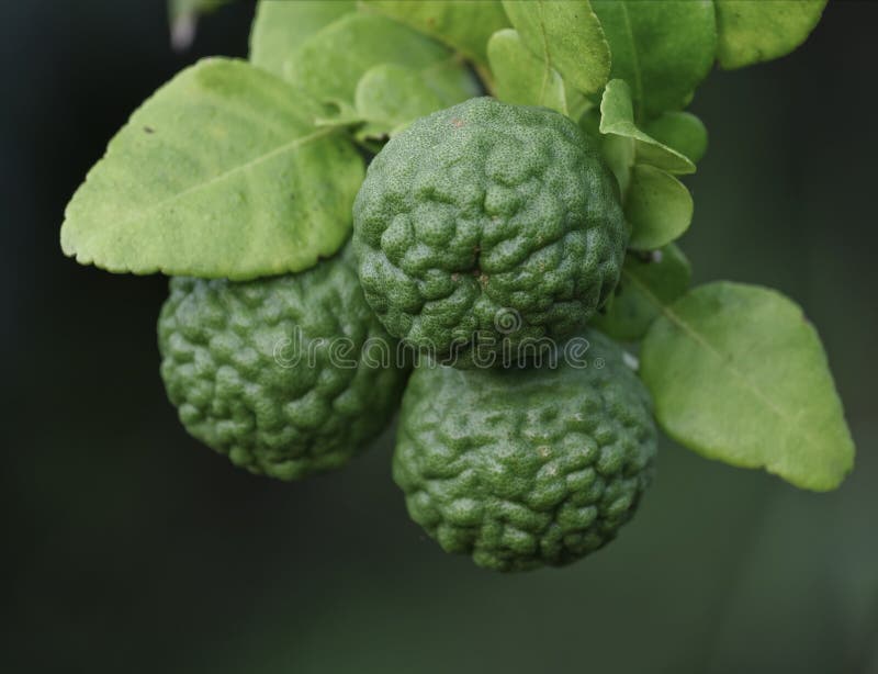 Bergamot stock photo. Image of asian, wrinkle, food, grown - 34751804
