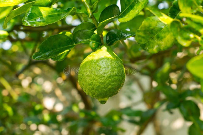 Bergamot stock photo. Image of fruit, shampoo, trees - 50850964