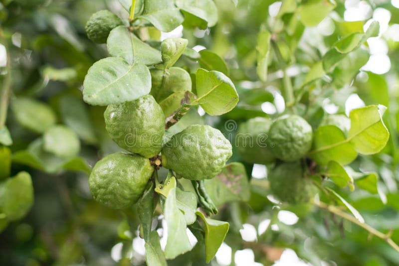 Bergamot and Leaves on Tree , Bergamot Stock Image - Image of bergamot ...