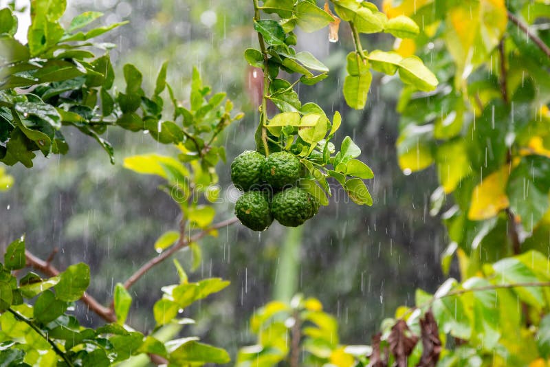 Bergamot Oragne, Citrus Bergamia at Bergamot Tree in Rainy Day Stock ...