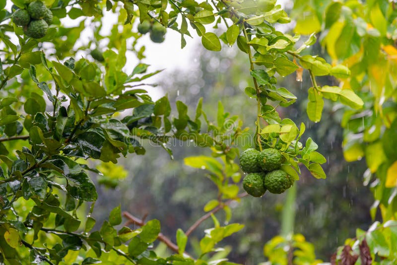 Bergamot Oragne, Citrus Bergamia at Bergamot Tree in Rainy Day Stock ...