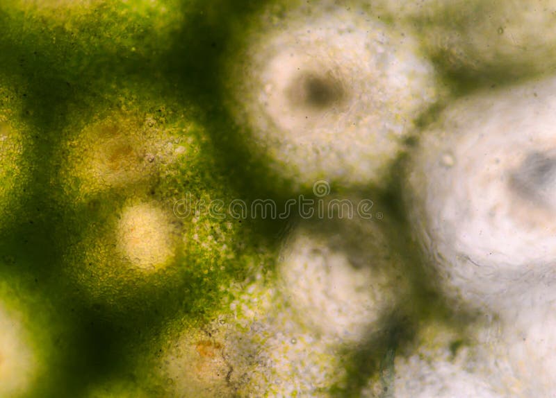 Bergamot Skin Cells Shooting with Microscope. Stock Photo - Image of ...