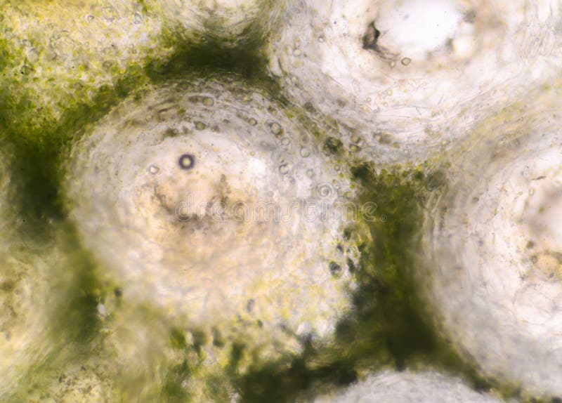 Bergamot Skin Cells Shooting with Microscope. Stock Image - Image of ...