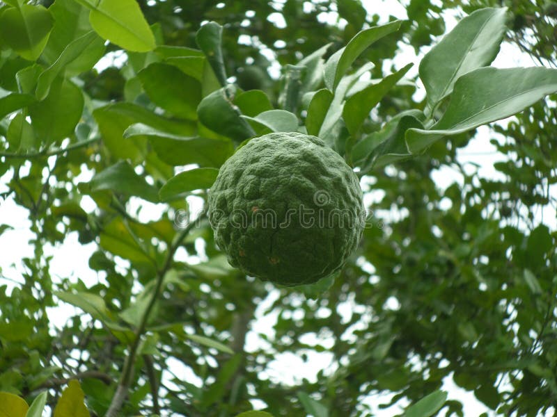 Bergamot fruit on the tree stock photo. Image of bergamot - 106457796