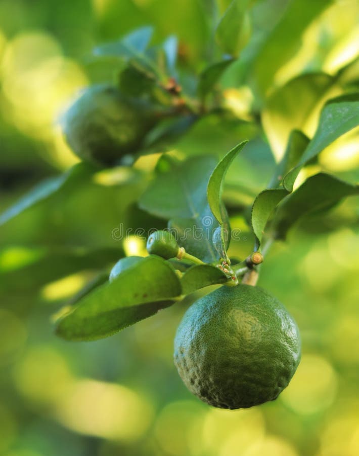 Bergamot on tree stock image. Image of nutrient, citrus - 18371995