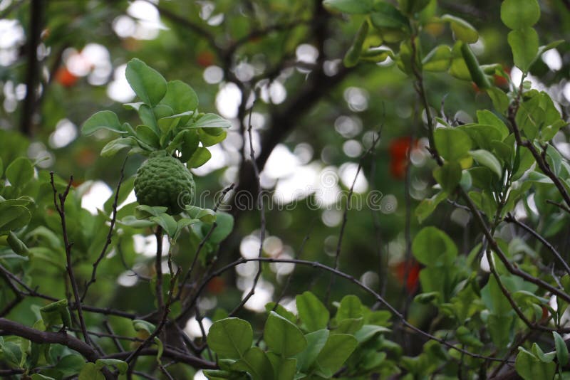 Bergamot Tree,closed at Green Bergamot on Tree Surrounded by Nat Stock ...