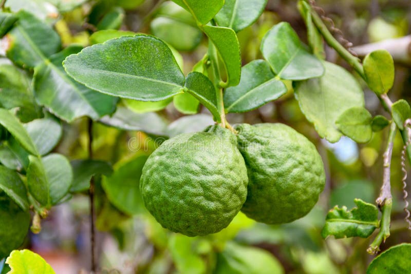 Bergamot on Tree in Gaden Bergamot Stock Image - Image of healthy, asia ...