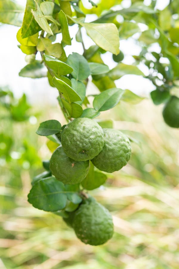 Bergamot Tree Stock Photos - Download 1,249 Royalty Free Photos