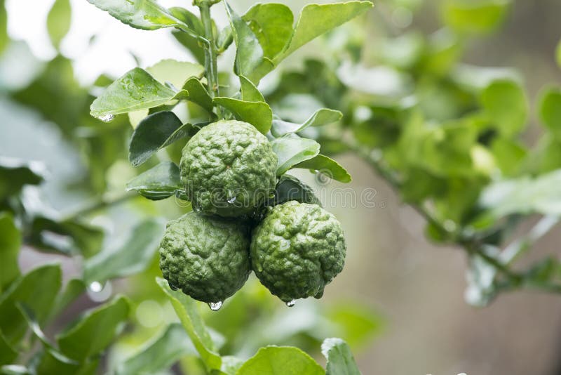 Bergamot on Tree stock image. Image of tropical, spices - 78865567