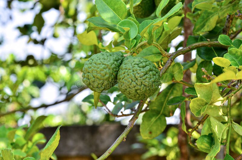 Bergamot on Tree stock image. Image of kabuyao, control - 29477279