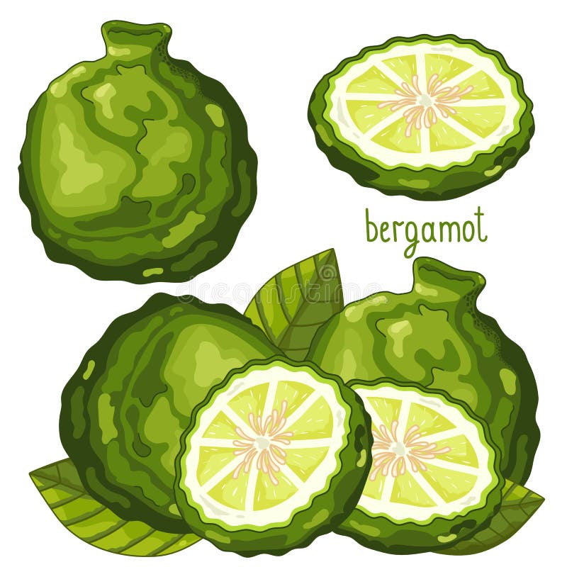 Bergamot Vector Drawing Frame. Isolated Template Of Citrus Fruit Stock ...