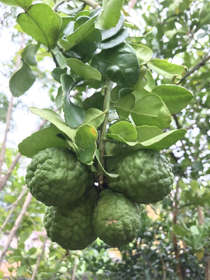Plante Et Fruits De Bergamote Image stock - Image du bleu, jardin: 66341081