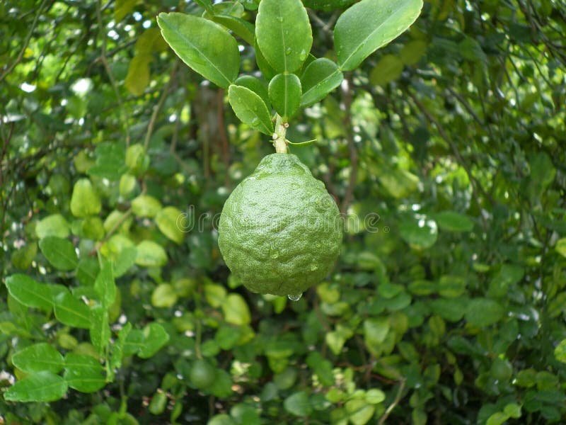 Fruit De Bergamote Sur L'arbre Photo stock - Image du centrale ...