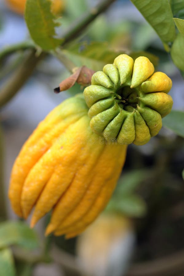 Bergamotte auf Baum stockbild. Bild von blatt, frucht - 18371995