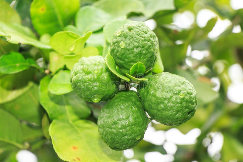 Bergamotto fotografia stock. Immagine di verdura, acqua - 33193078