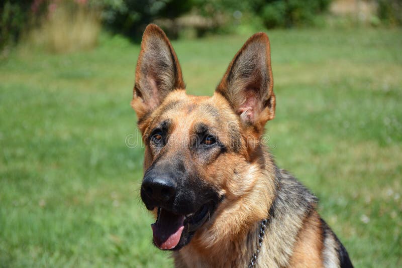 Berger allemand stock photo. Image of portrait, compagnie - 42275356
