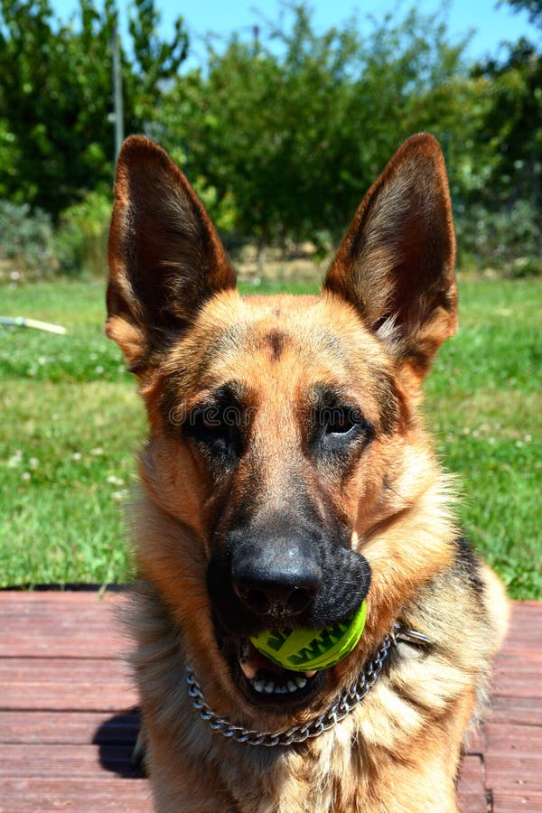 Berger allemand stock photo. Image of domestic, front - 171558066