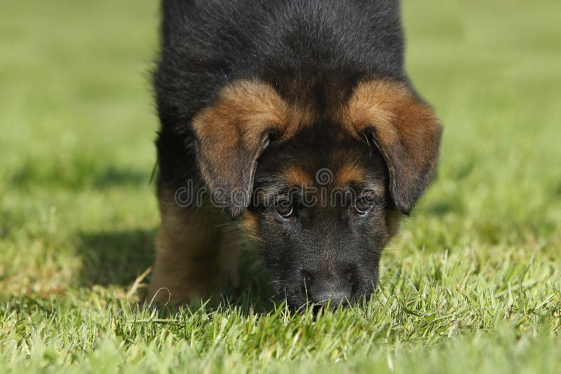 BERGER ALLEMAND stock image. Image of german, shepherd - 171479189