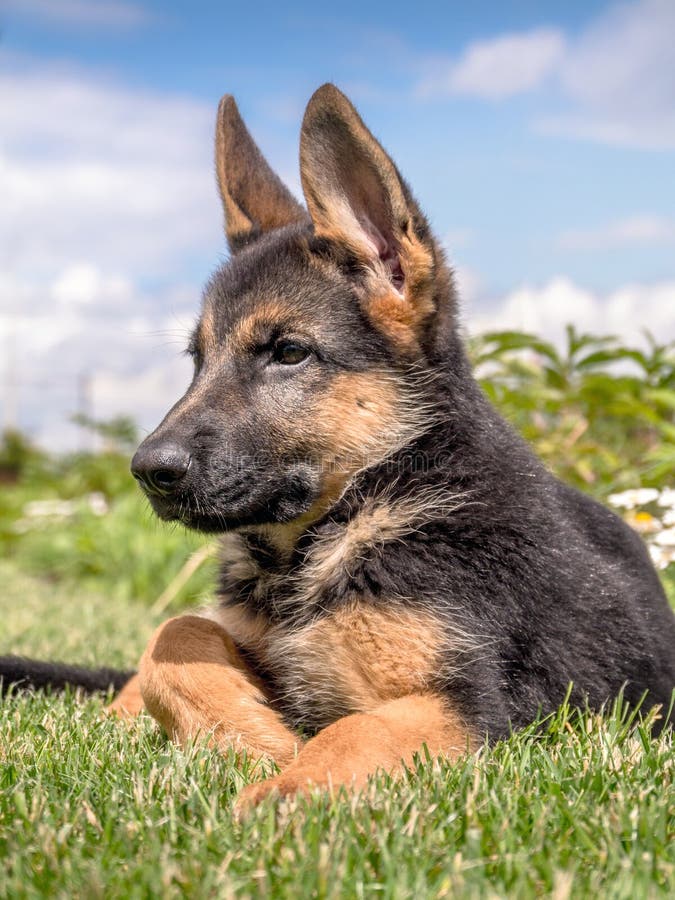 Berger allemand Puppy image stock. Image du domestique - 41840681