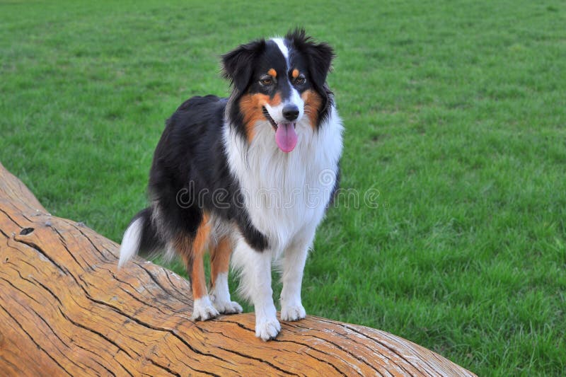 Berger Et Colley Australiens Image stock - Image du action, colley ...