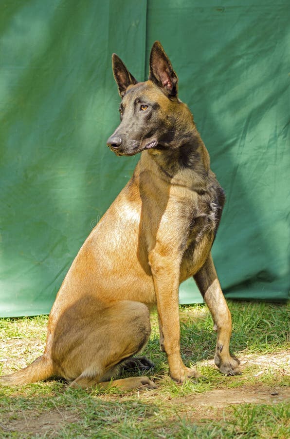 Berger Belge Dog (Malinois) Photo stock - Image du herbe, canin: 34568828