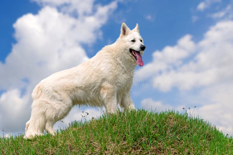 Berger Blanc Suisse White German Shepherd Stock Image - Image of animal ...