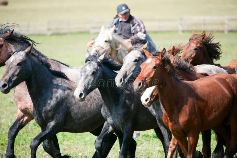 Berger d'homme image stock. Image du horseback, pâturage - 23025459