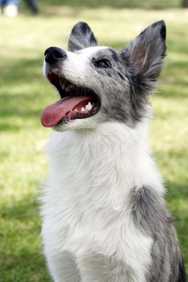 Berger De L'Ecosse (colley). Photo stock - Image du pelucheux ...