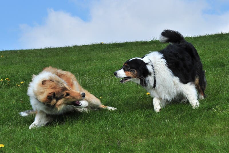 Berger Et Colley Australiens Image stock - Image du action, colley ...