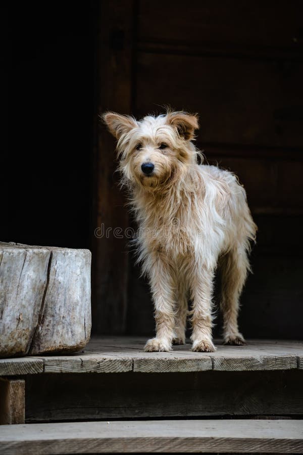 Berger Picard Dog Standing on a Wooden Surface Stock Photo - Image of ...
