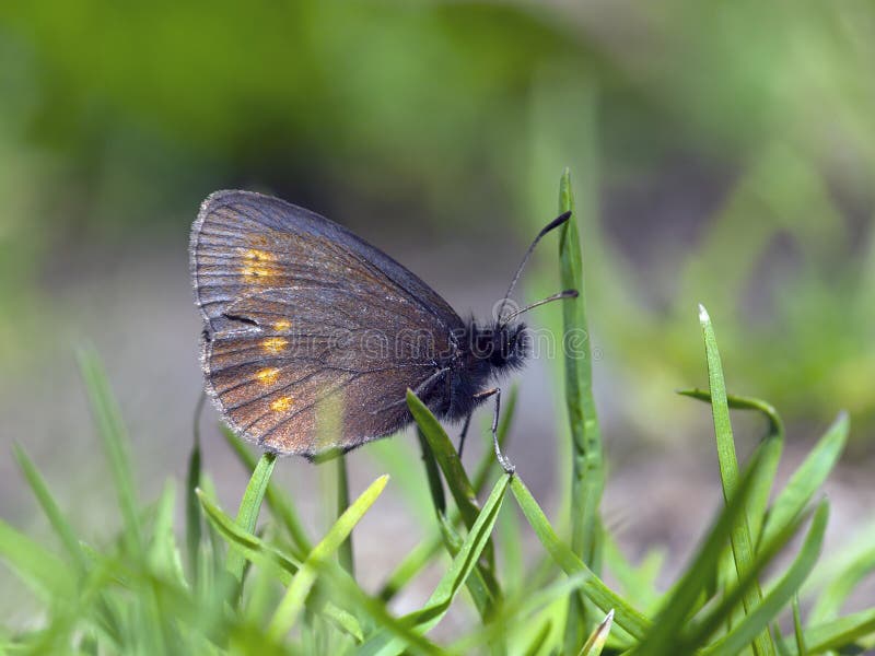 Bergerebia, Small Mountain Ringlet, Erebia Epiphron Stock Photo - Image ...