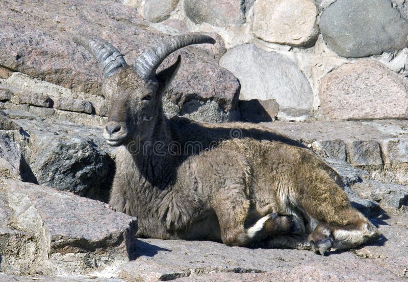 Berggeit stock afbeelding. Image of hoorn, voorzichtig - 39279525