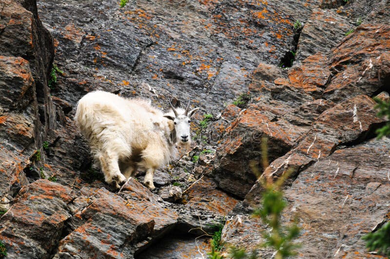 Berggeit (americanus Oreamnos) Stock Foto - Image of bont, beschermd ...