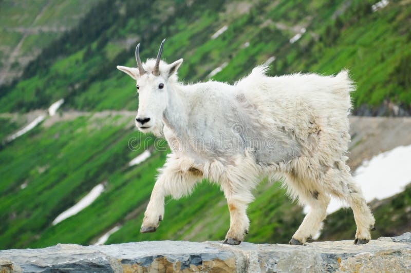 Berggeit (americanus Oreamnos) Stock Foto - Image of bont, beschermd ...