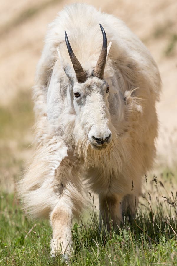 Berggeit (americanus Oreamnos) Stock Foto - Image of bont, beschermd ...