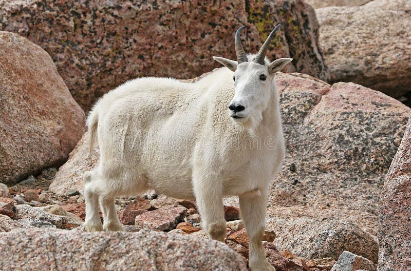 Het Jonge Geitje Van De Berggeit Stock Afbeelding - Image of colorado ...