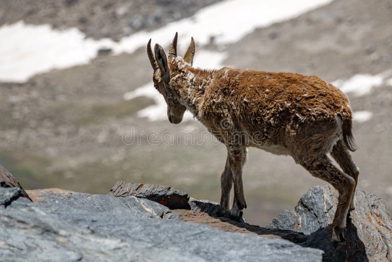 Berggeit Op Bergpiek Met Snowfields Stock Foto - Image of berg, profiel ...
